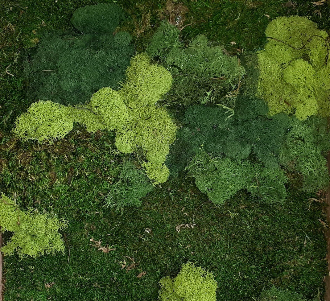 About Preserved Moss – My Store